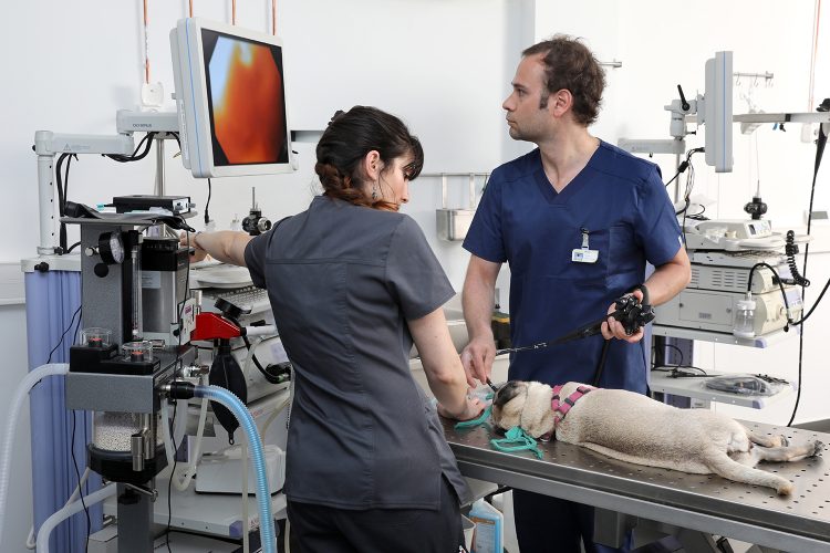 ONLY VET, structure vétérinaire référés à Lyon - Photup Design