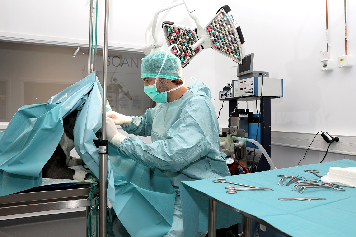 ONLY VET, structure vétérinaire référés à Lyon - Photup Design