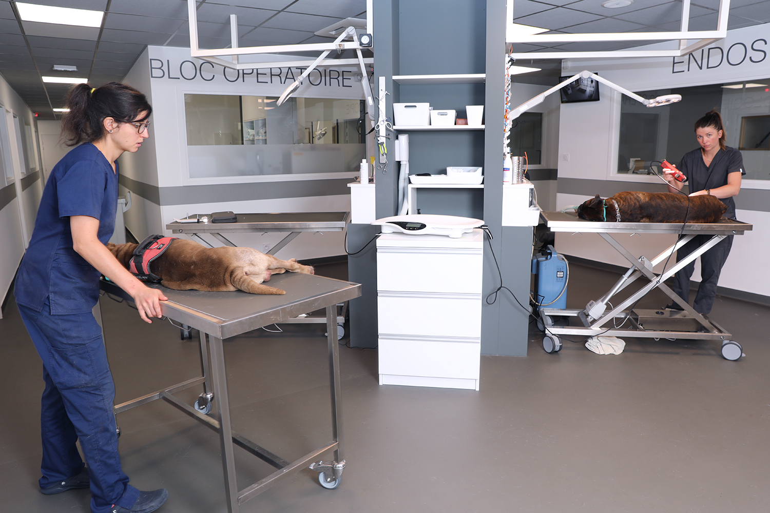 ONLY VET, structure vétérinaire référés à Lyon - Photup Design